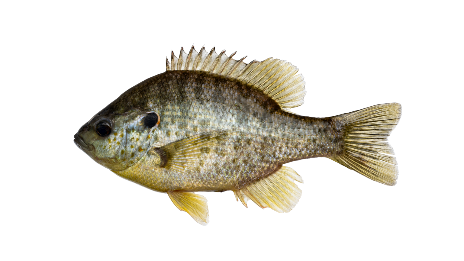 Lepomis microlophus » NCFishes.com