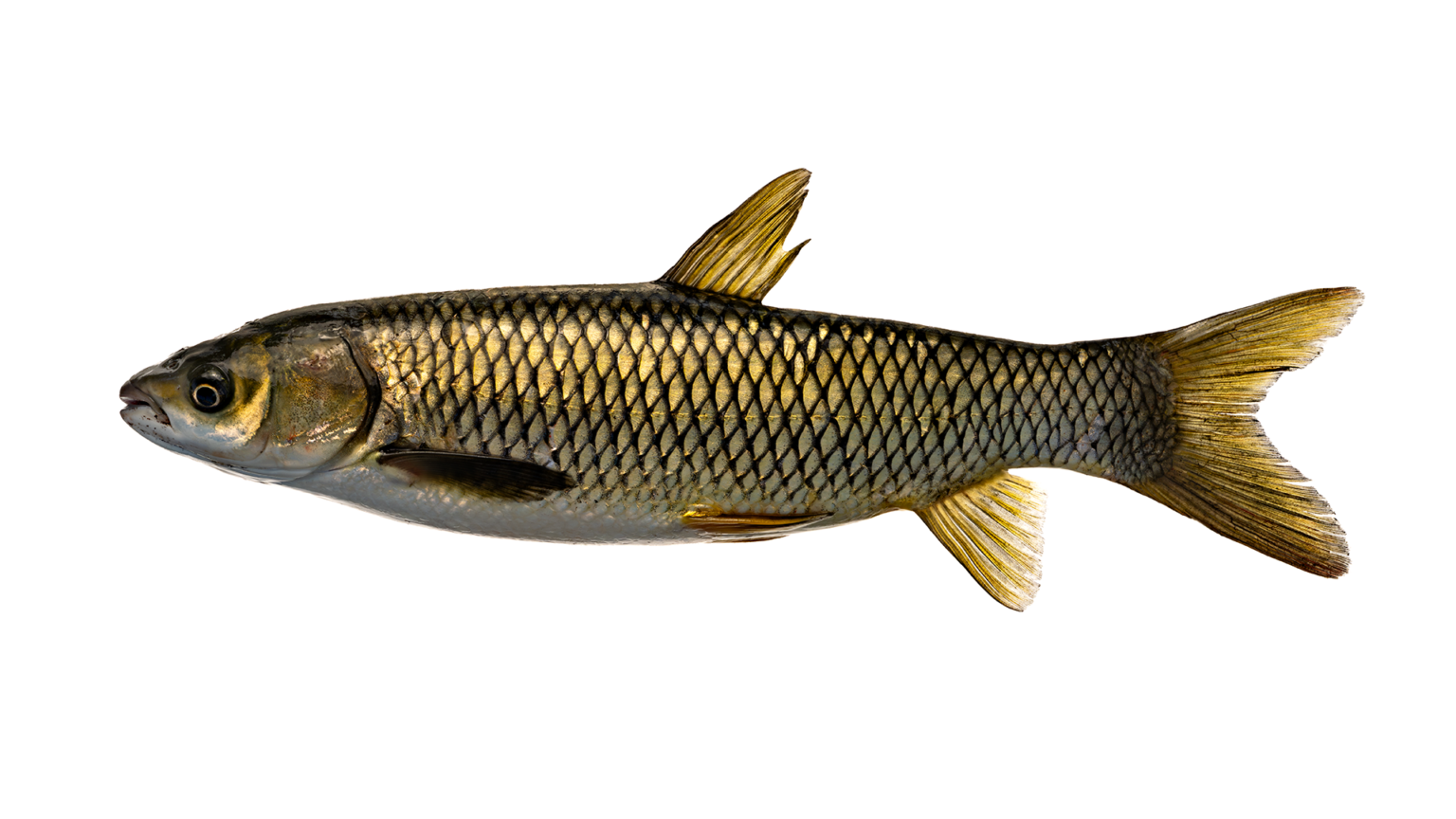 Ctenopharyngodon idella » NCFishes.com