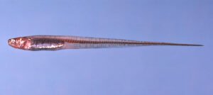 Echiodon dawsoni » NCFishes.com