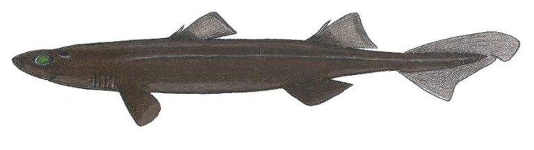 Centroscyllium fabricii » NCFishes.com