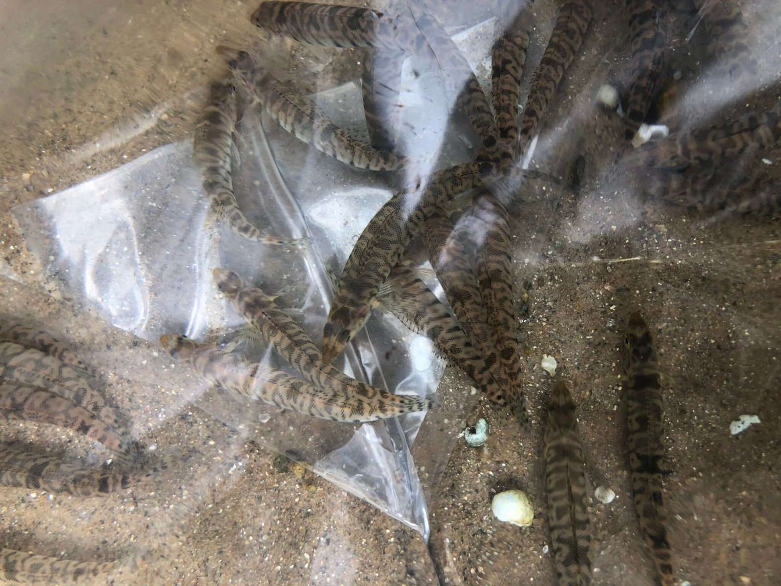 Conservation Status of Roanoke Logperch, Percina rex, in North Carolina ...